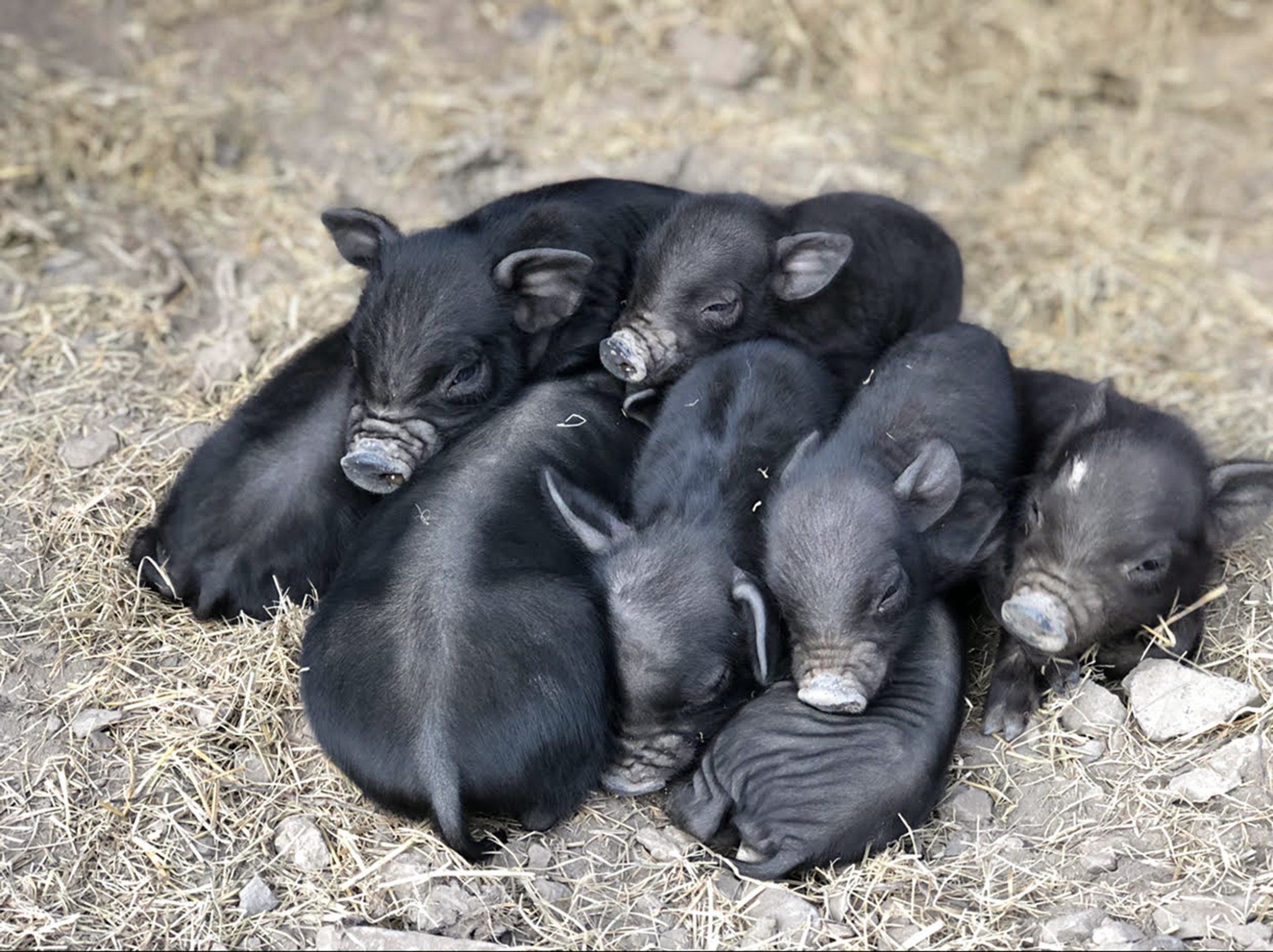American Guinea Hogs - Countryside